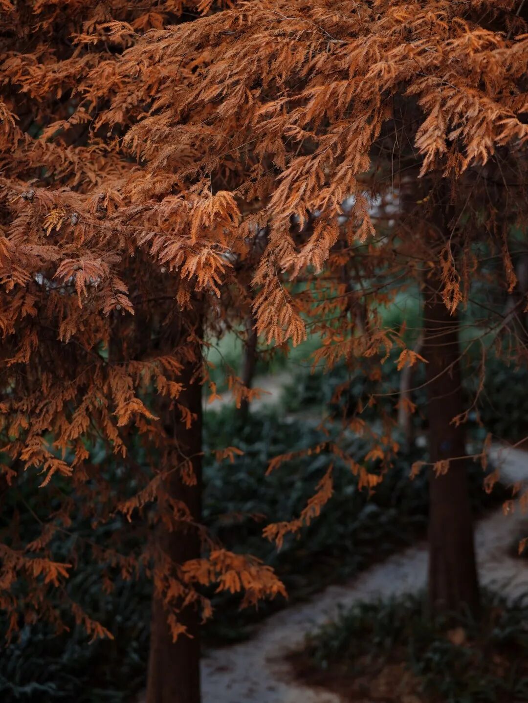 福安这片超治愈焦糖森林！红了！ - 福安新闻网|今日福安|福安新闻信息权威发布平台